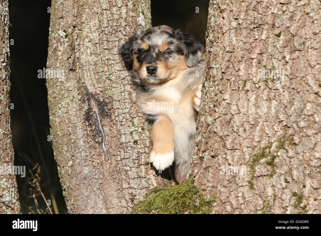 Dog Australian shepherd / Aussie puppy (blue Merle) in a tree Stock ...