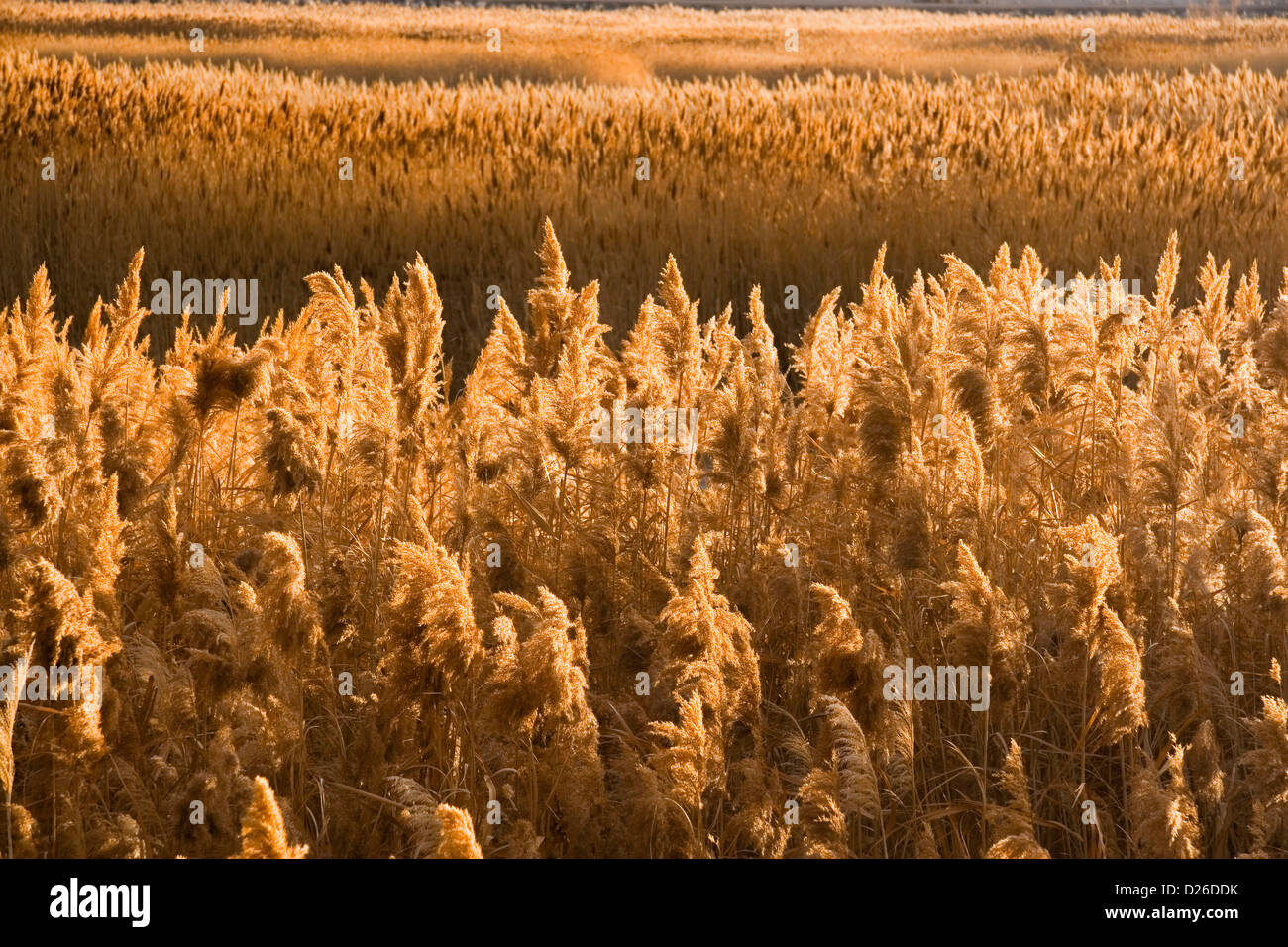 Reeds (phragmites communis Stock Photo - Alamy