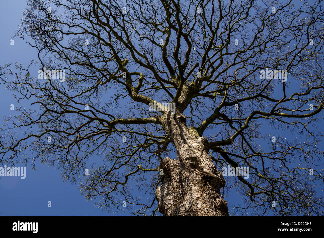 Weird and wonderful radiating branches on an old tree Stock Photo - Alamy