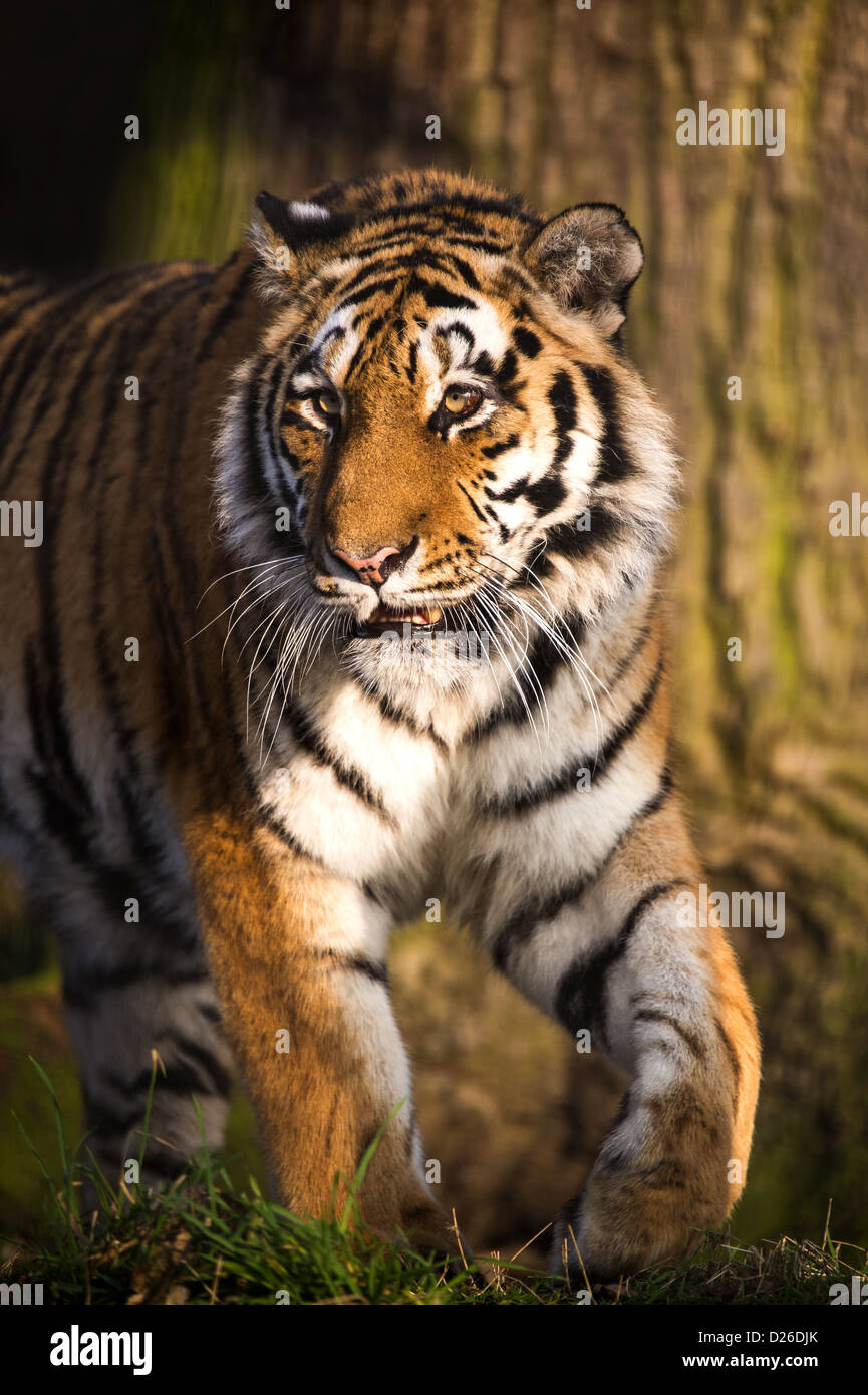 Tiger walking toward you hi-res stock photography and images - Alamy