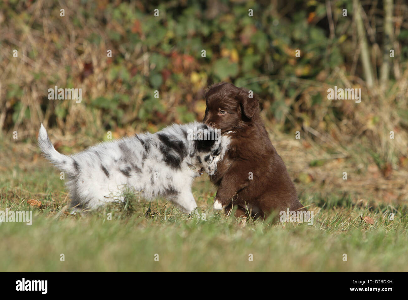 Puppies different breeds playing hi-res stock photography and images ...