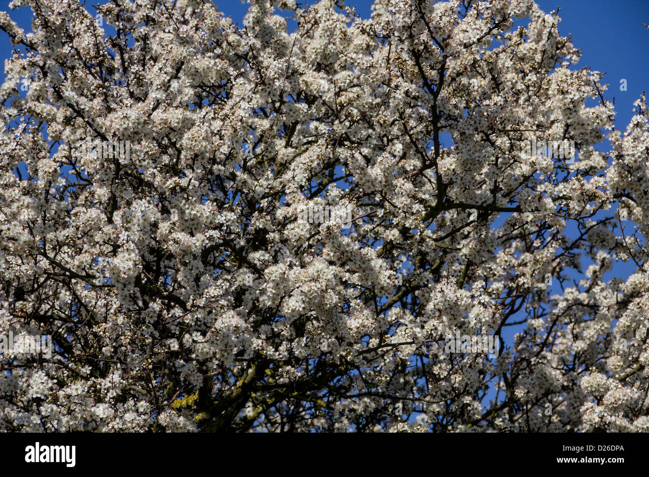 Blackthorn tree hi-res stock photography and images - Alamy