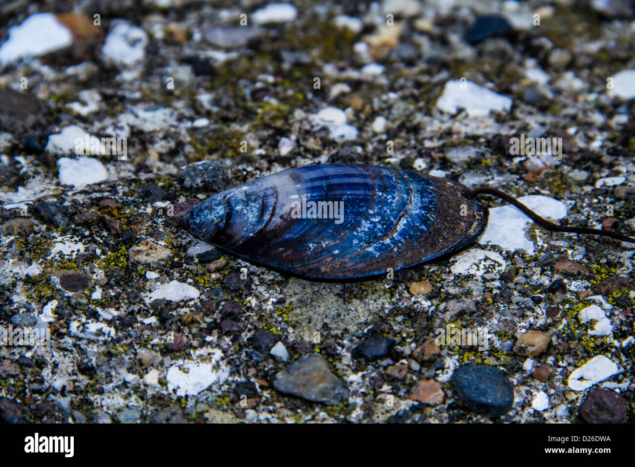 A lovely old weathered seashell Stock Photo - Alamy