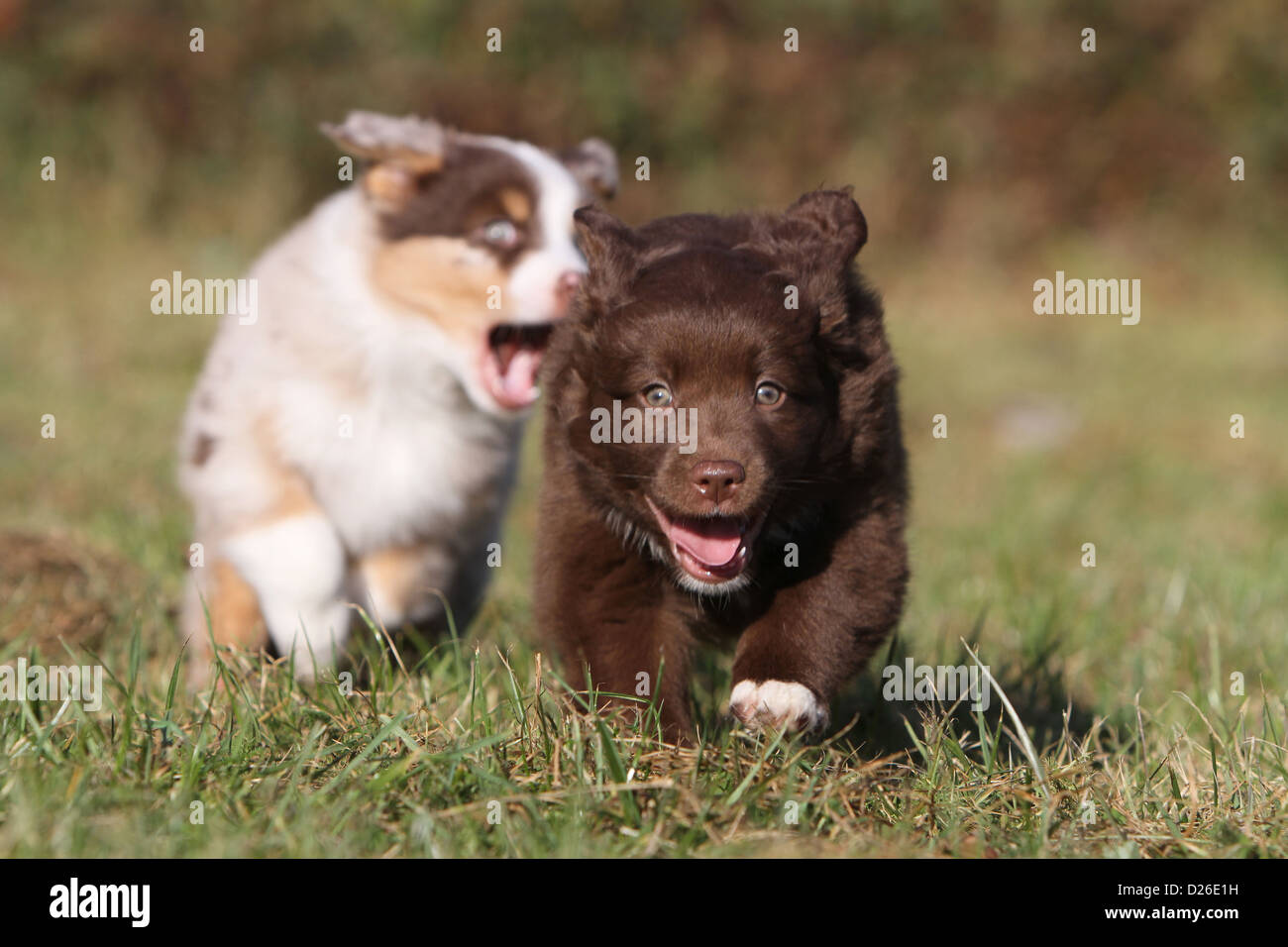Australian shepherd two dogs on a meadow hi-res stock photography and ...