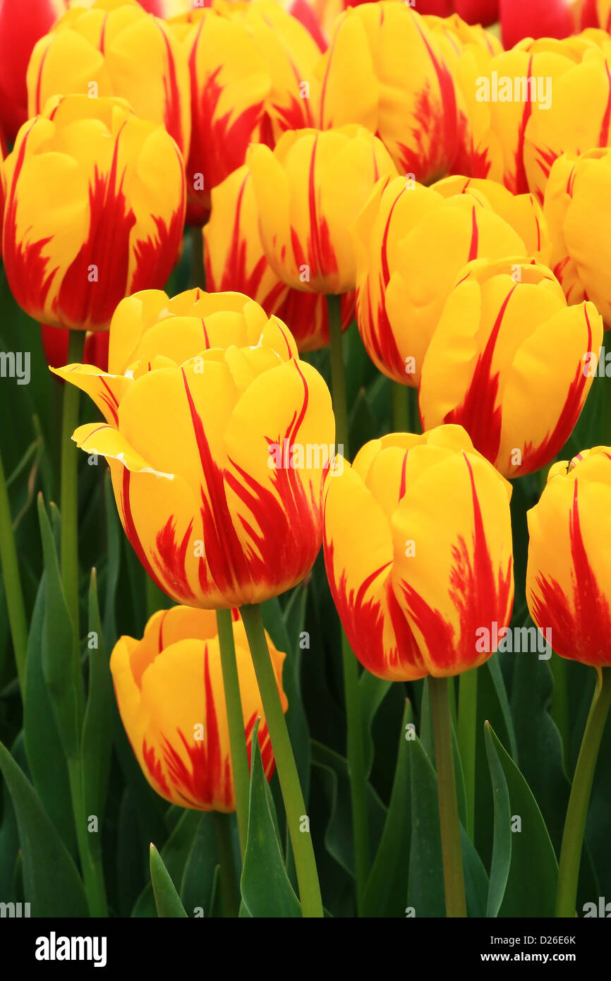 Yellow red striped tulips close up Stock Photo - Alamy