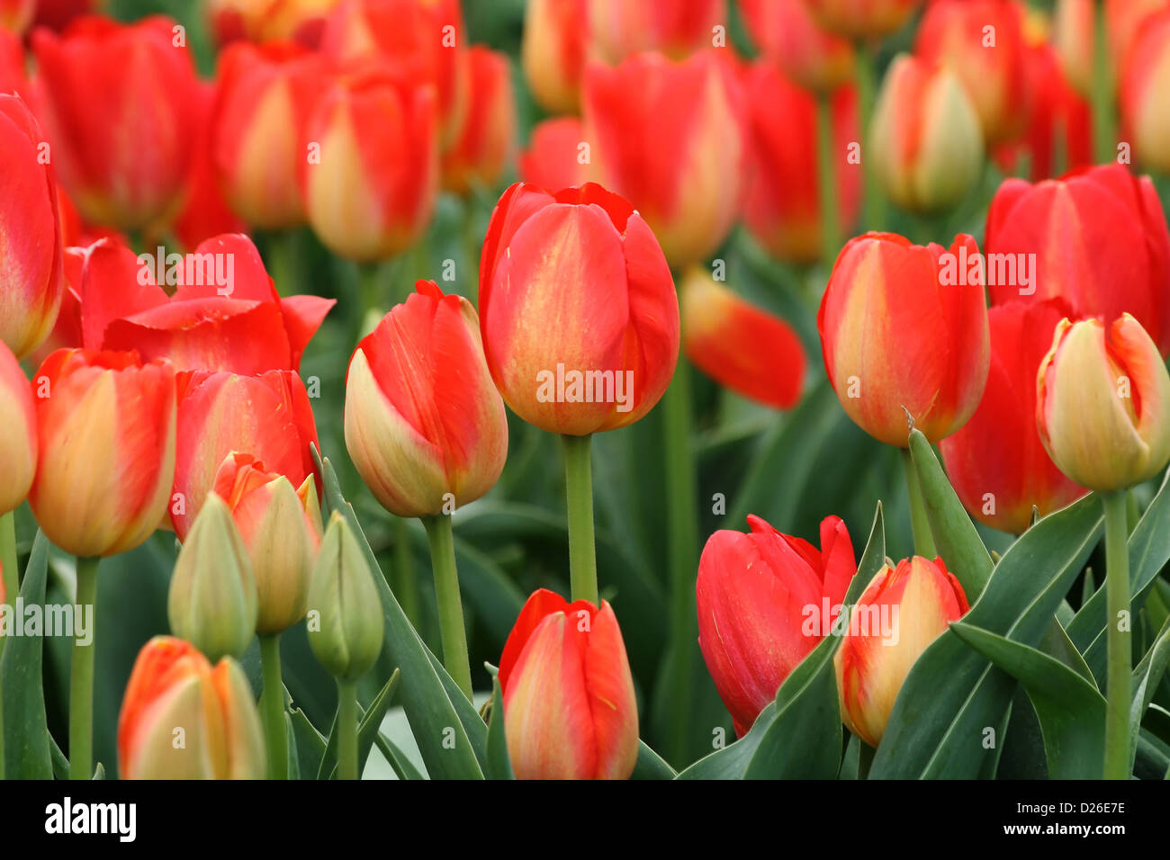 Red tulip flower close-up Stock Photo - Alamy