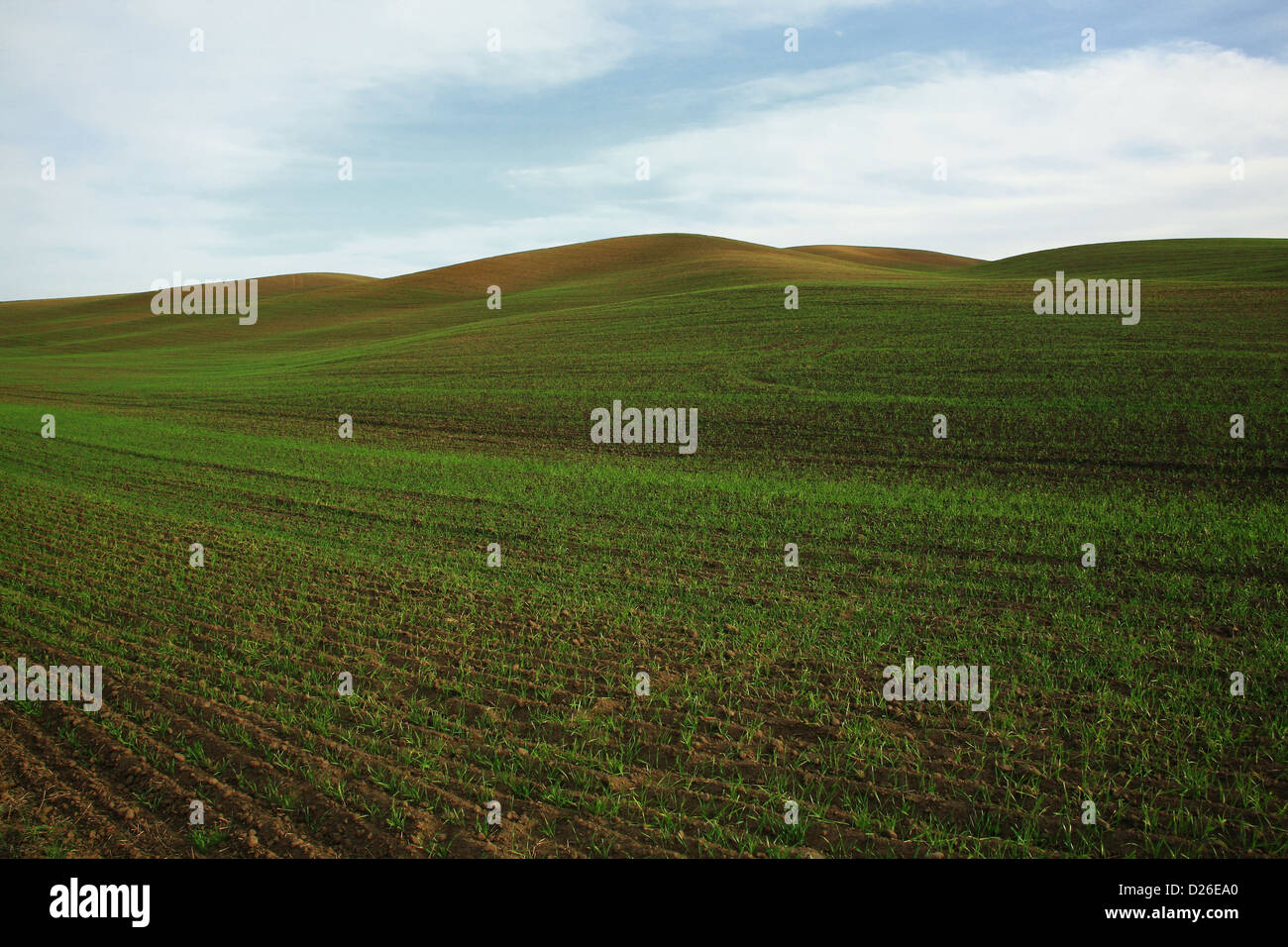 Palouse hills spring wheat field Stock Photo - Alamy