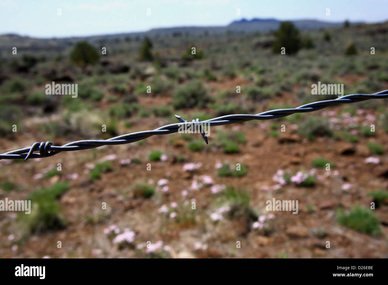 Barbed wire close-up Stock Photo - Alamy