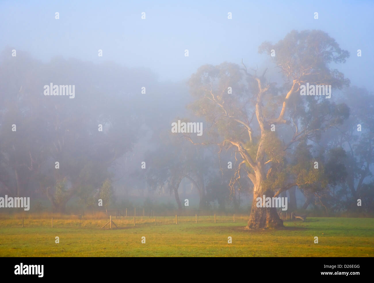 White gum tree hi-res stock photography and images - Alamy