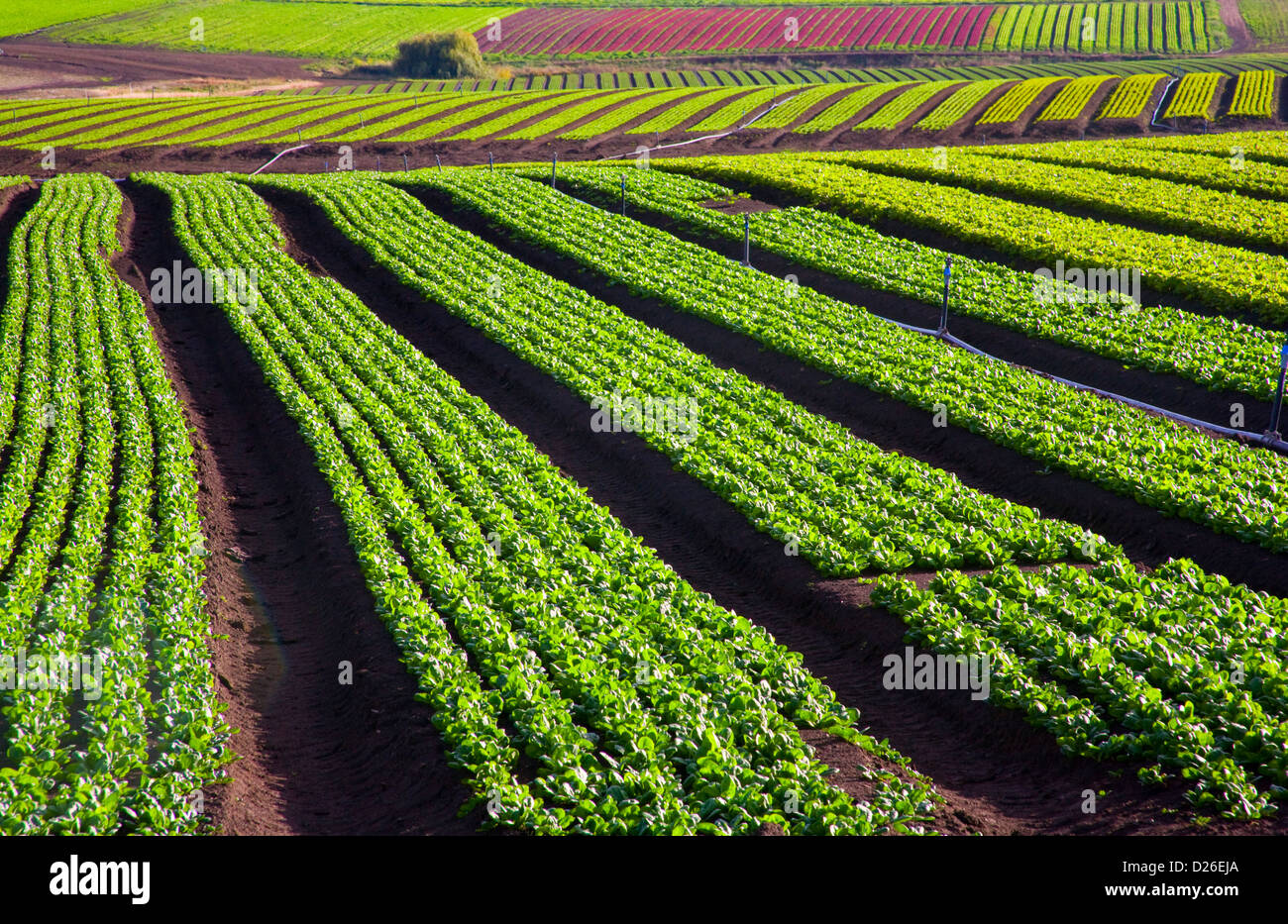 Crop lines hi-res stock photography and images - Alamy