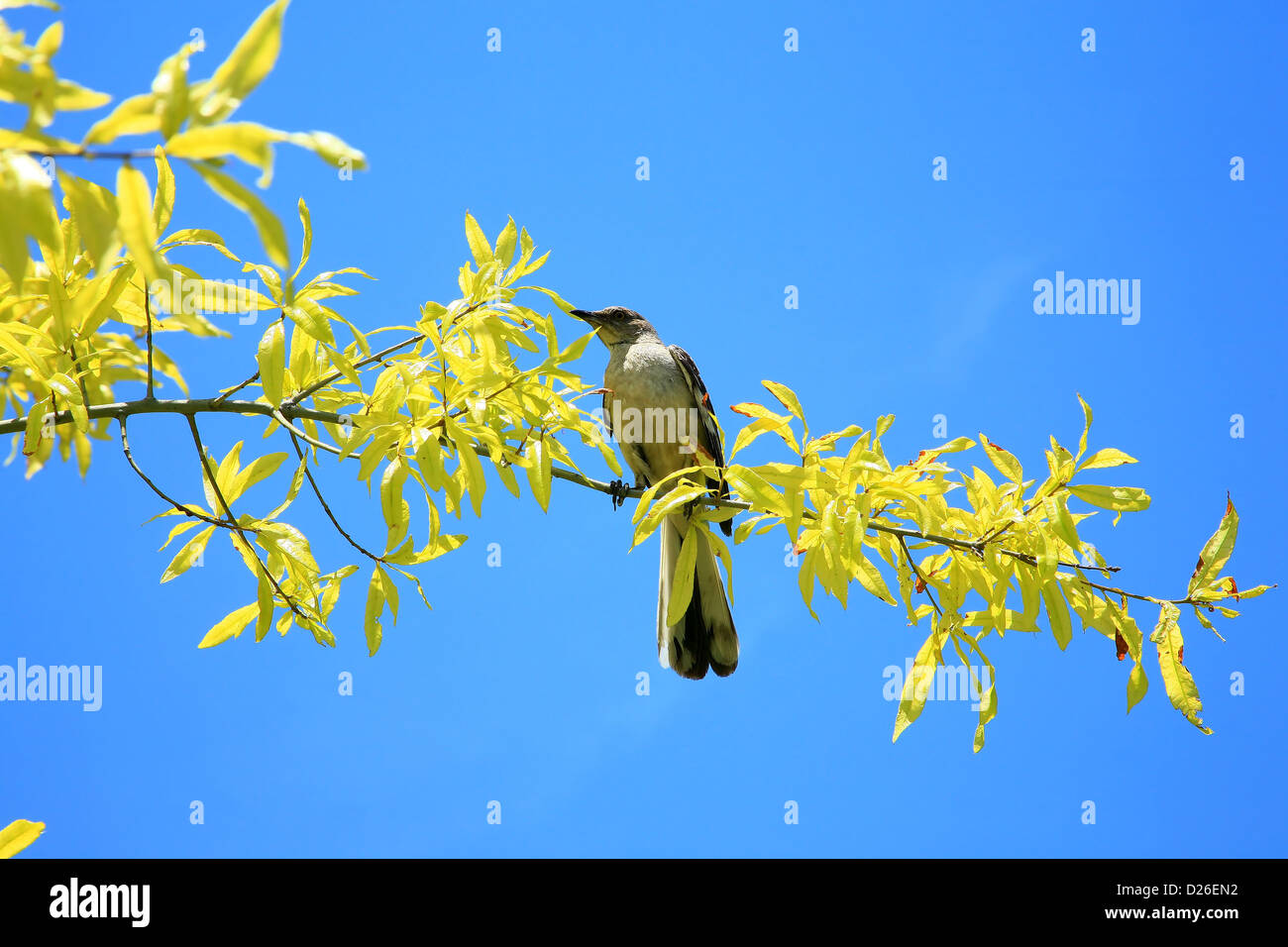 Mockingbird in tree Stock Photo - Alamy