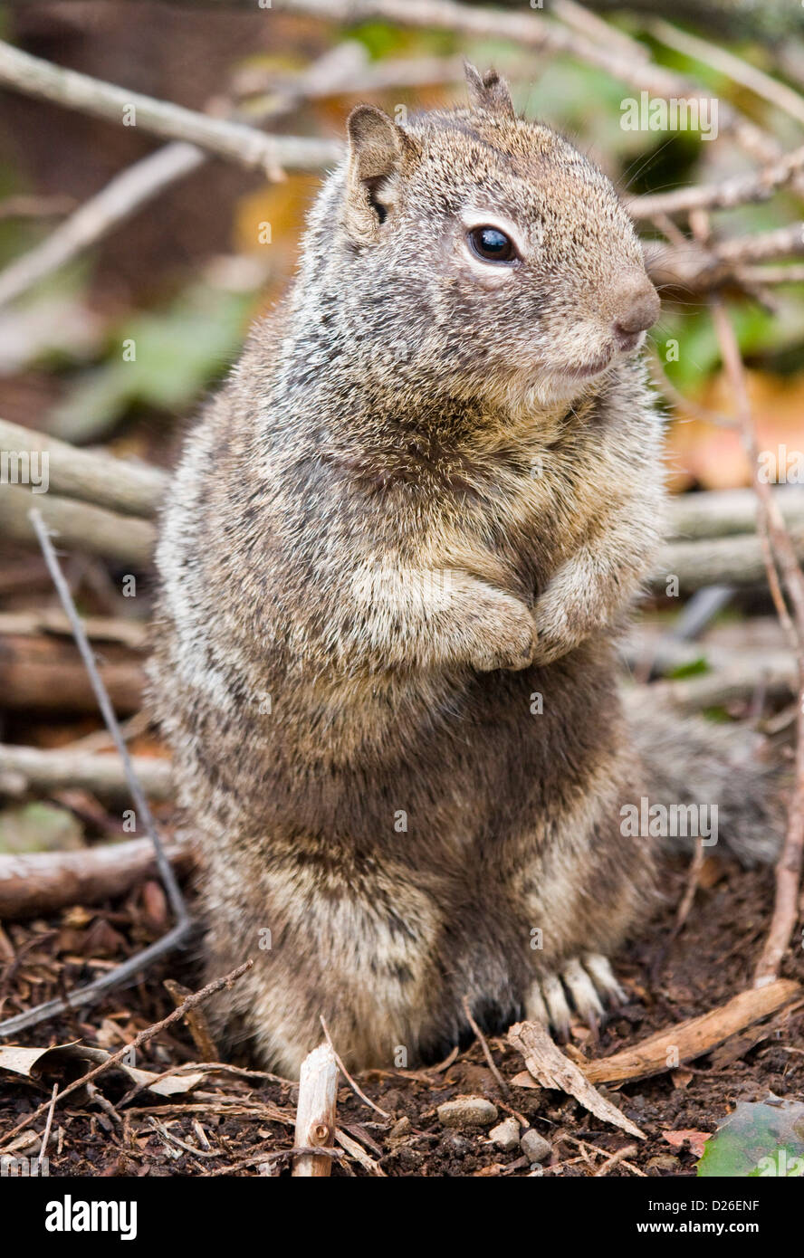 Oregon grey squirrel hi-res stock photography and images - Alamy