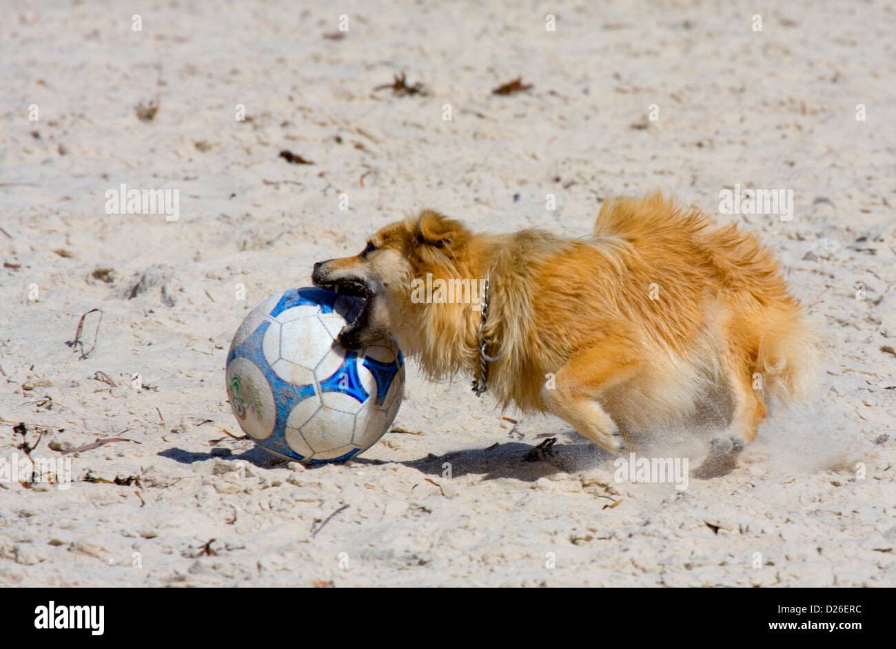 Air bud dog hi-res stock photography and images - Alamy
