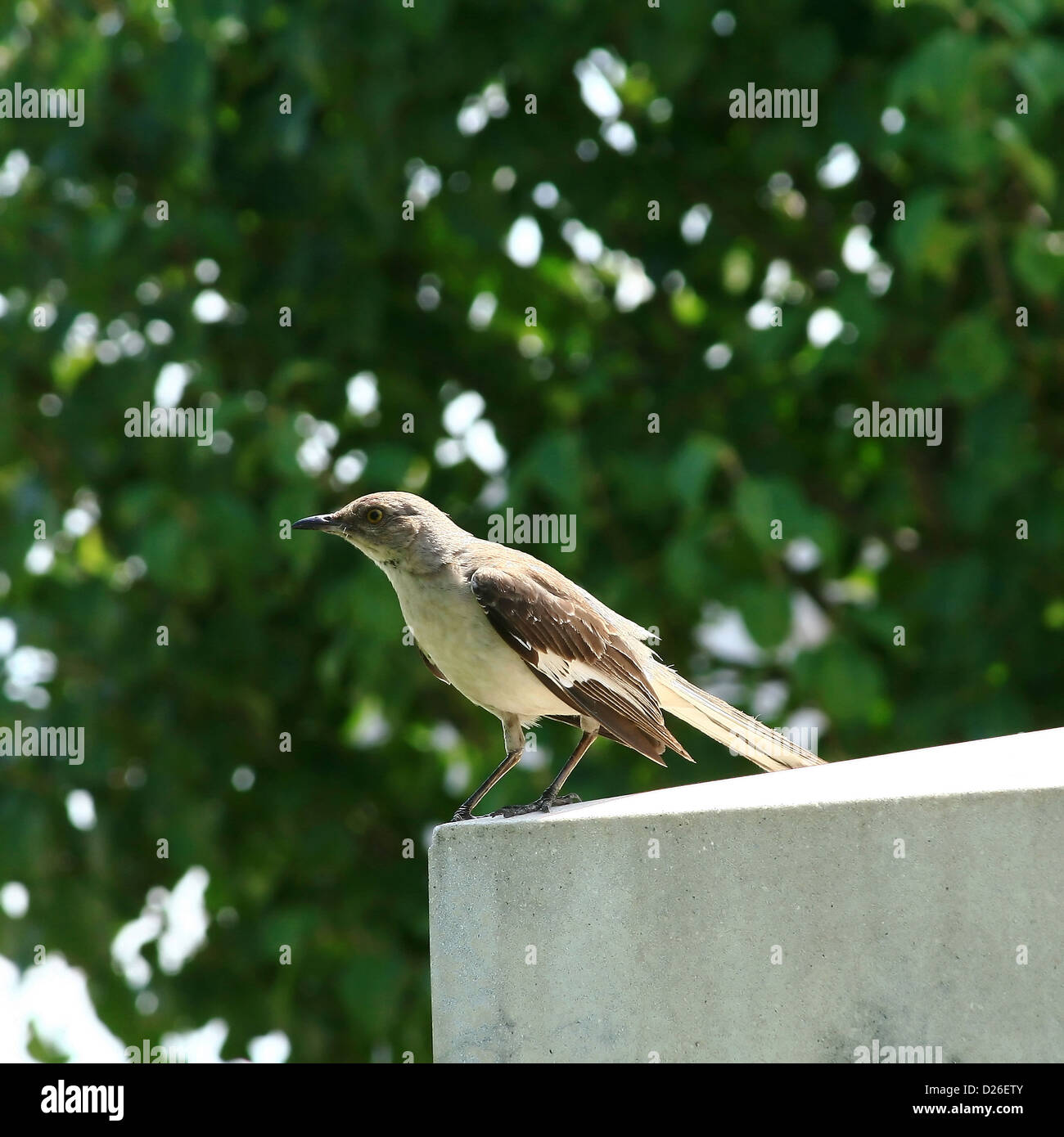 Mockingbird perched on wall Stock Photo - Alamy