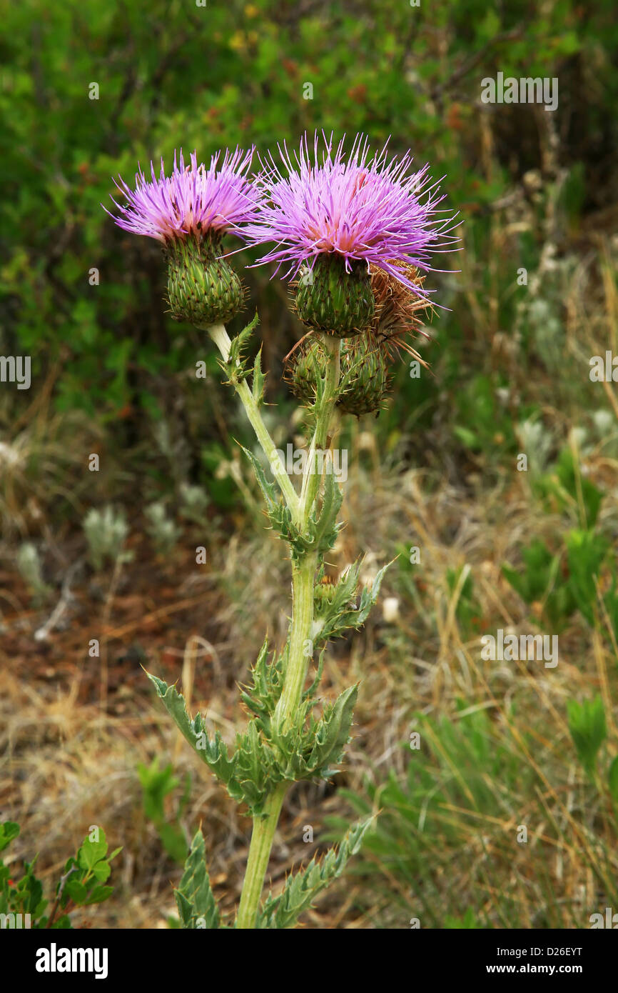 Purple thistle flower Stock Photo - Alamy