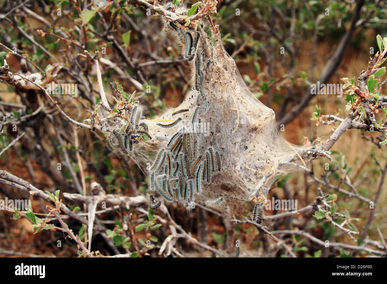Tent caterpillars in silken web Stock Photo - Alamy