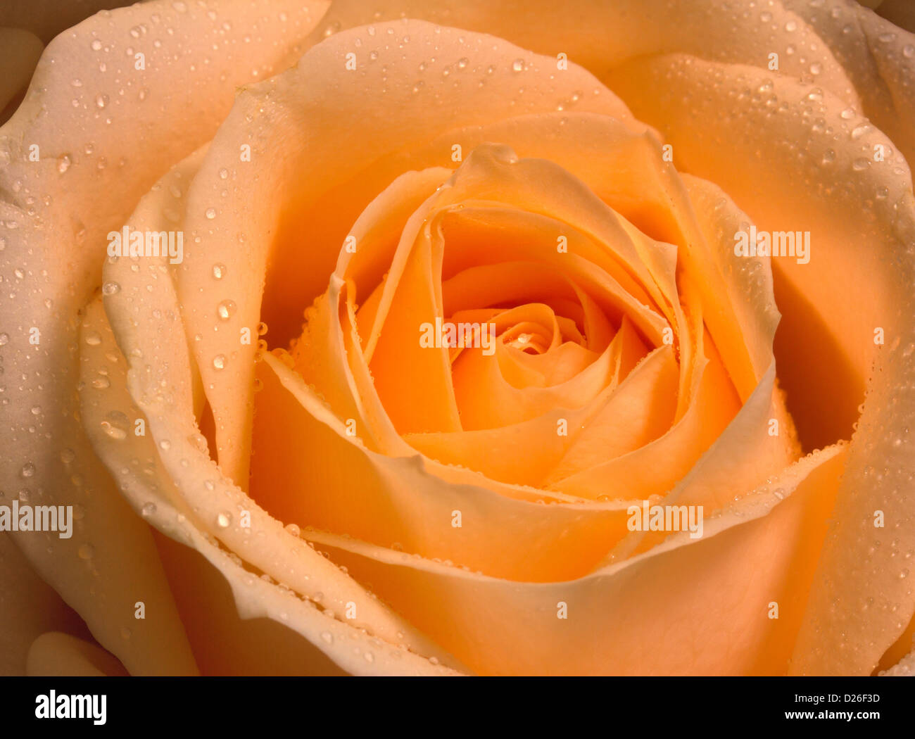 Closeup Shot Single Yellow Rose High Resolution Stock Photography and ...