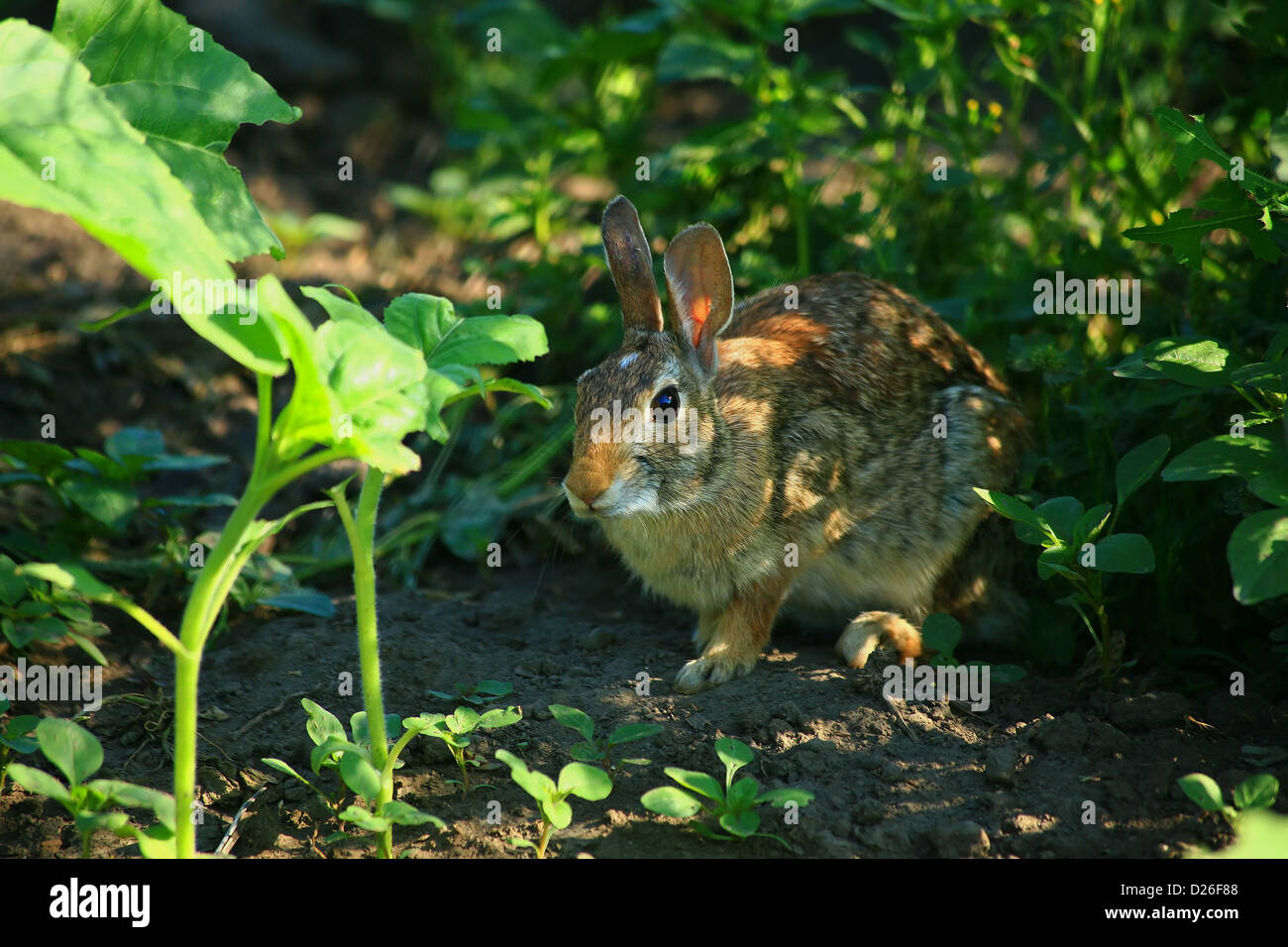 Cottontail in nature hi-res stock photography and images - Alamy