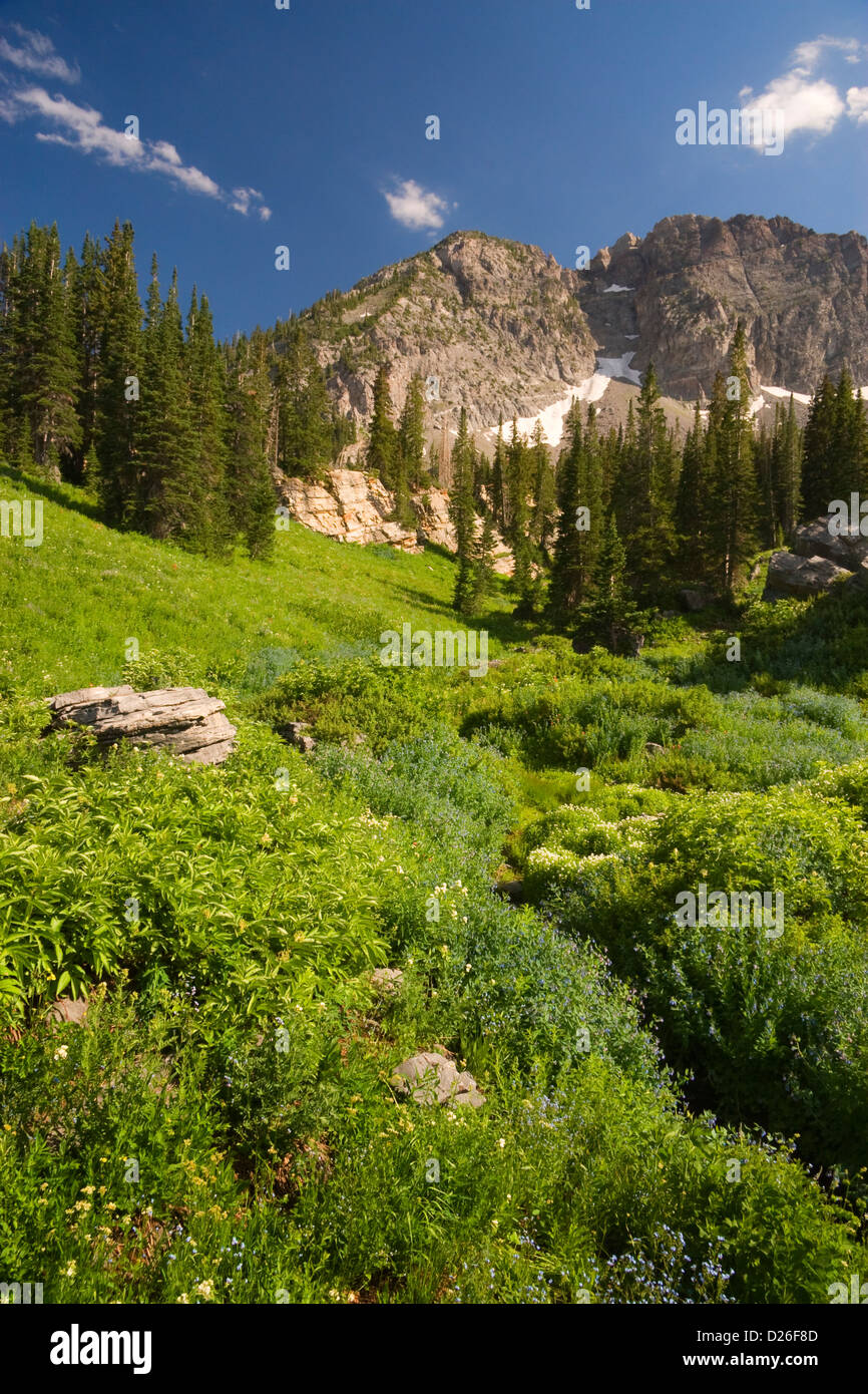Alpine Meadow with Wildflowers Stock Photo - Alamy