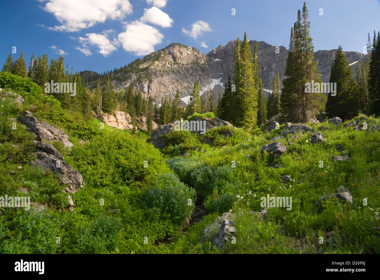 Alpine Meadow with Wildflowers Stock Photo - Alamy