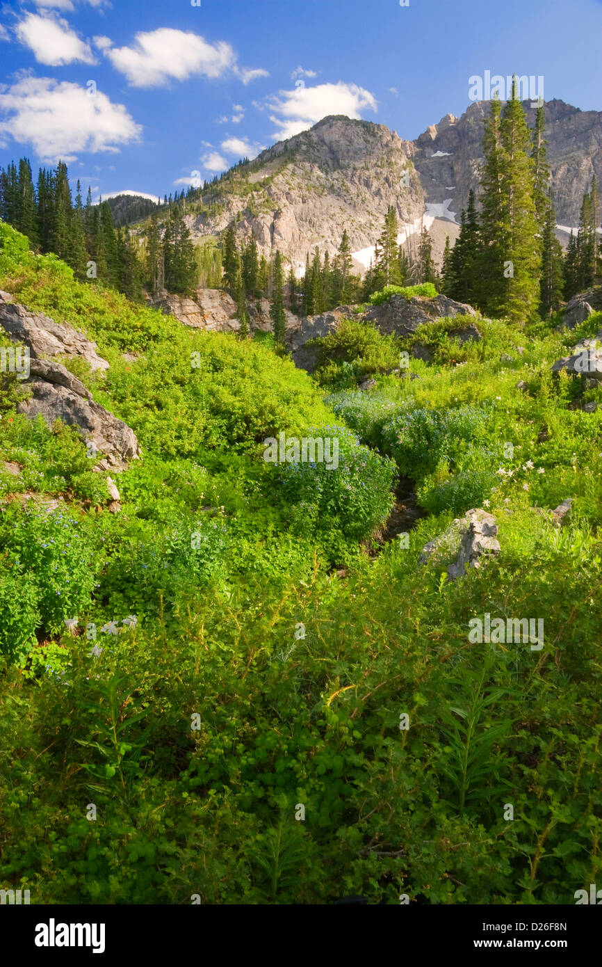 Alpine Meadow with Wildflowers Stock Photo - Alamy