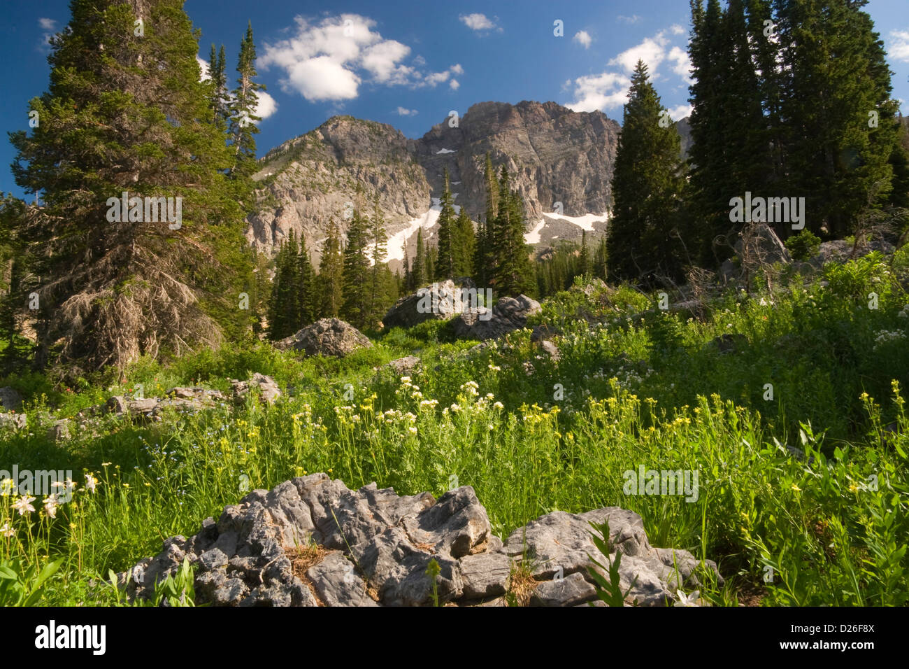 Alpine Meadow with Wildflowers Stock Photo - Alamy