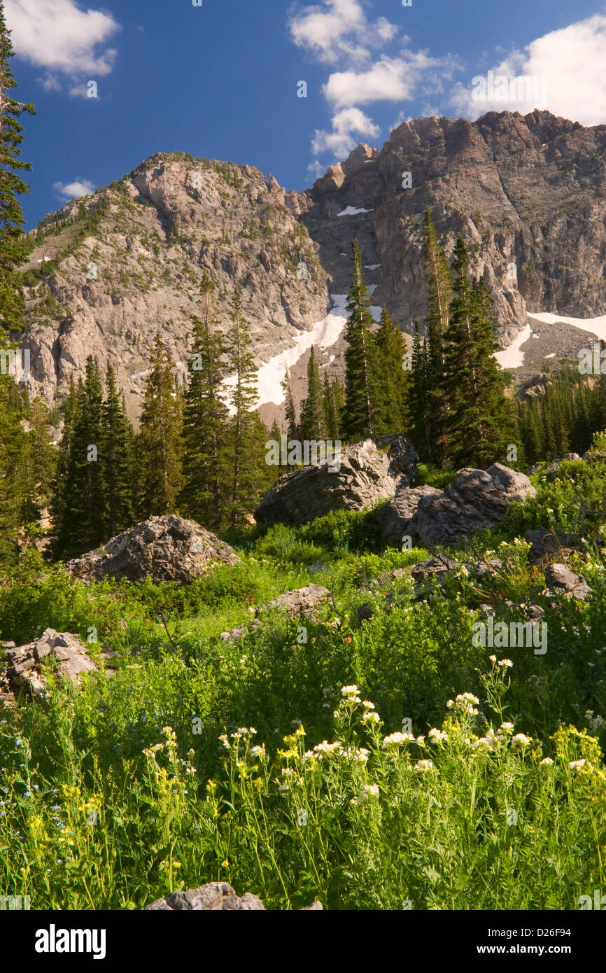 Alpine Meadow with Wildflowers Stock Photo - Alamy