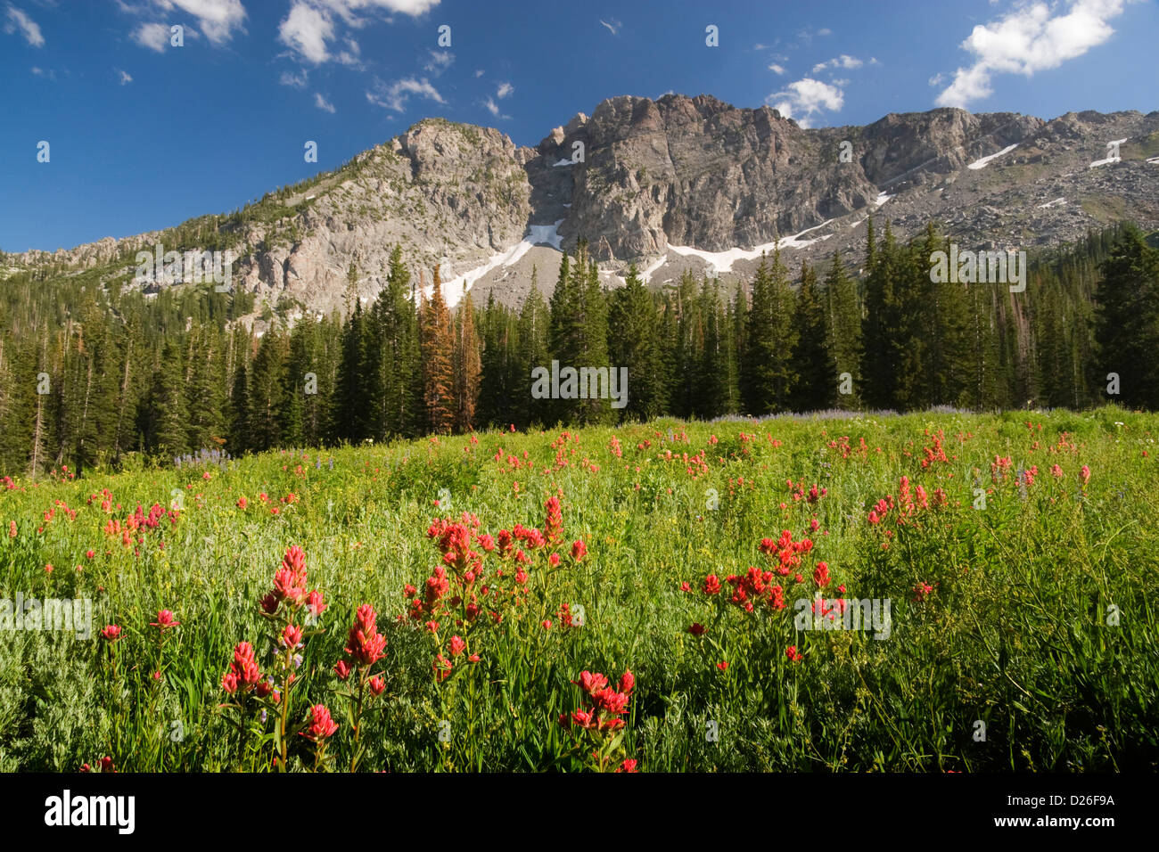 Alpine Meadow with Wildflowers Stock Photo - Alamy