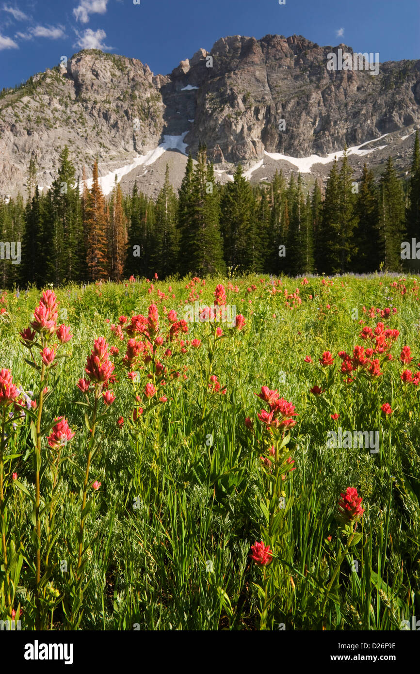 Alpine Meadow with Wildflowers Stock Photo - Alamy