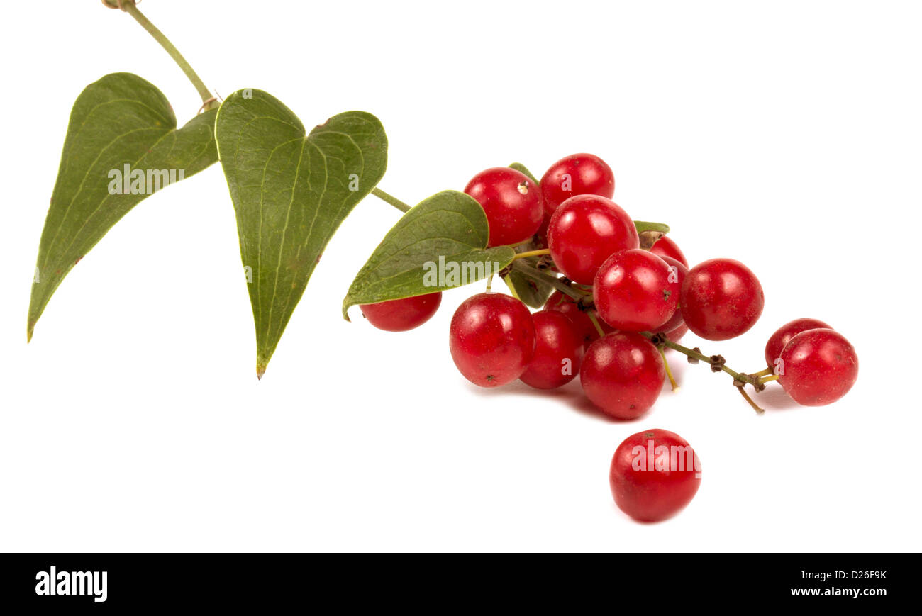 Holly berries isolated on Cut Out Stock Images & Pictures - Alamy