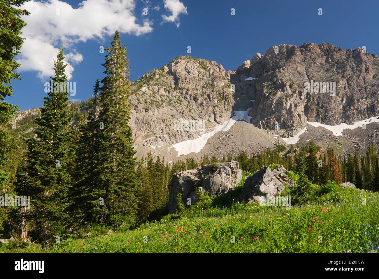 Alpine Meadow with Wildflowers Stock Photo - Alamy