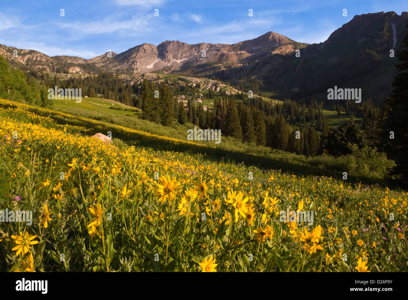 Alpine Meadow with Wildflowers Stock Photo - Alamy