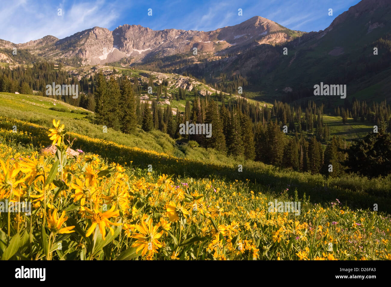 Alpine Meadow with Wildflowers Stock Photo - Alamy