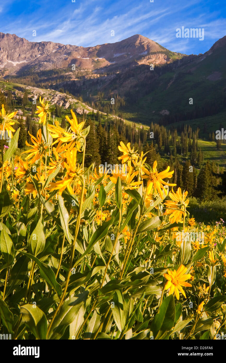 Alpine Meadow with Wildflowers Stock Photo - Alamy
