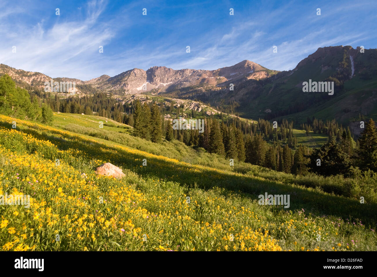 Alpine Meadow with Wildflowers Stock Photo - Alamy