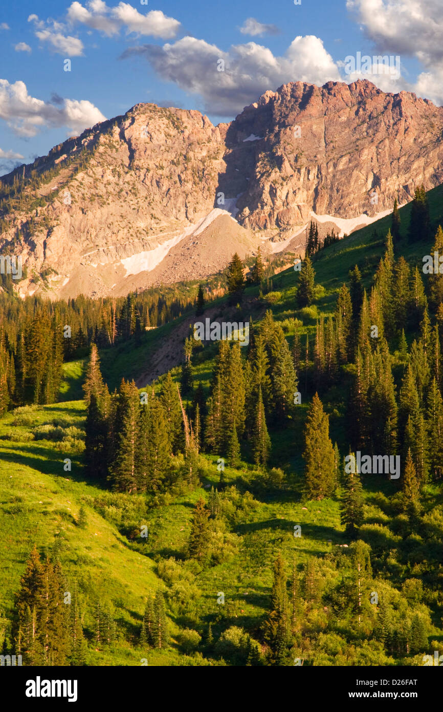 Alpine Meadow with Wildflowers Stock Photo - Alamy
