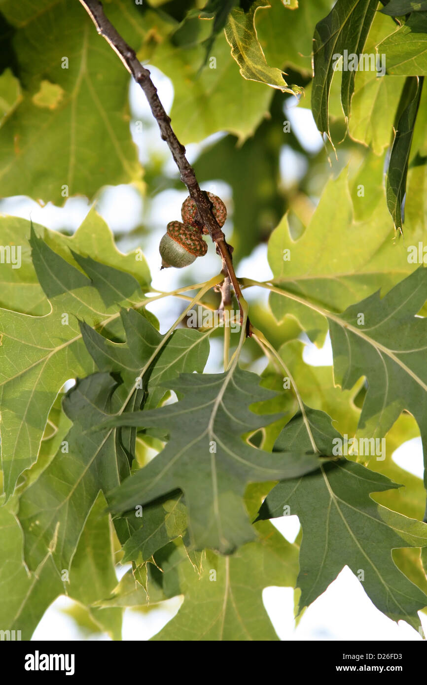 Two acorns in oak tree Stock Photo - Alamy
