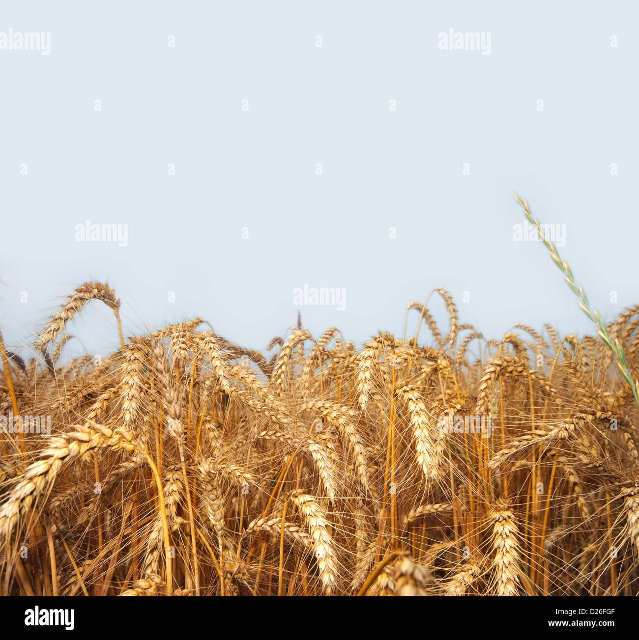Wheat horizontal hi-res stock photography and images - Alamy