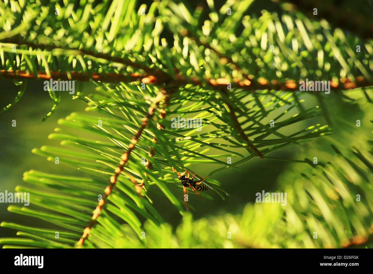 Stinging tree hi-res stock photography and images - Alamy