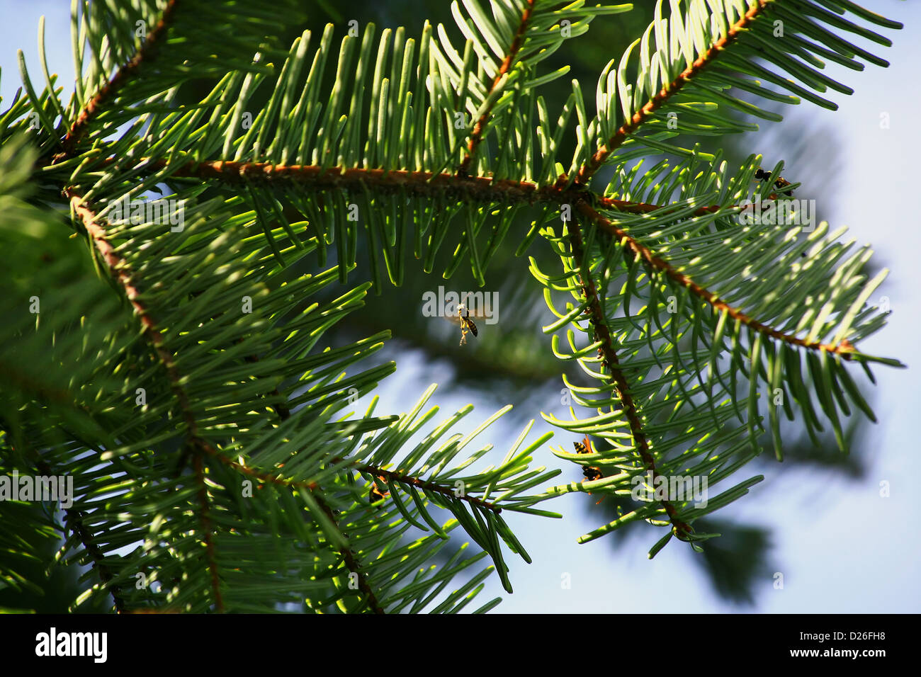 Yellow jacket wasp in flight Stock Photo - Alamy