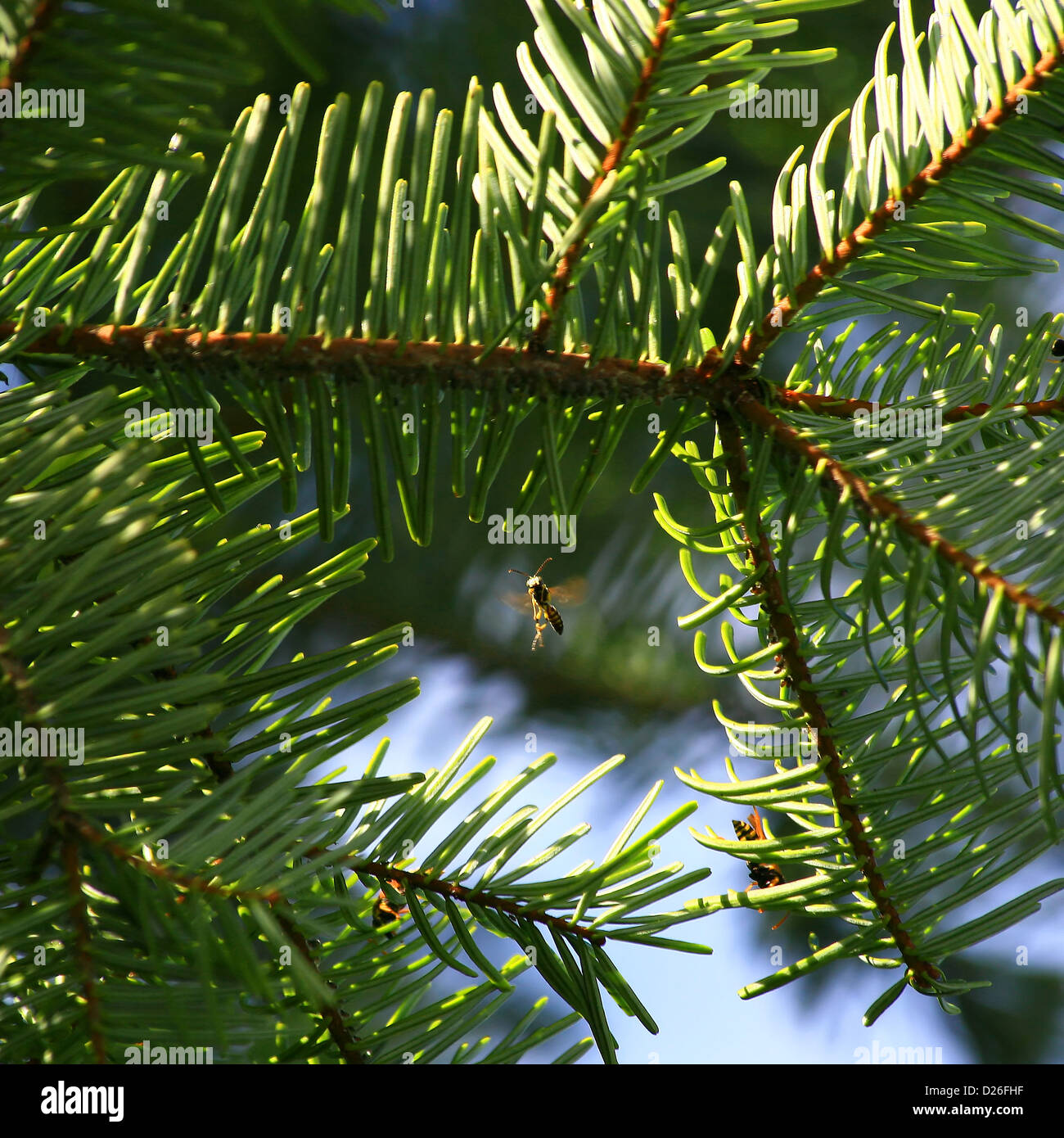 Yellow jacket wasp in flight Stock Photo - Alamy