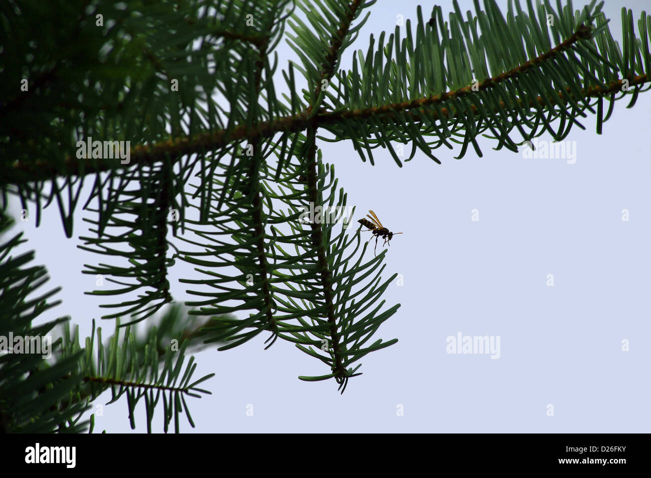 Wasp silhouetted in fir tree Stock Photo - Alamy