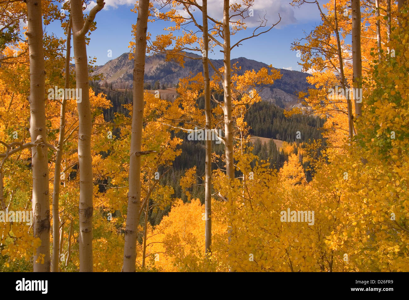 Autumn in Wasatch Mountains Utah Stock Photo - Alamy