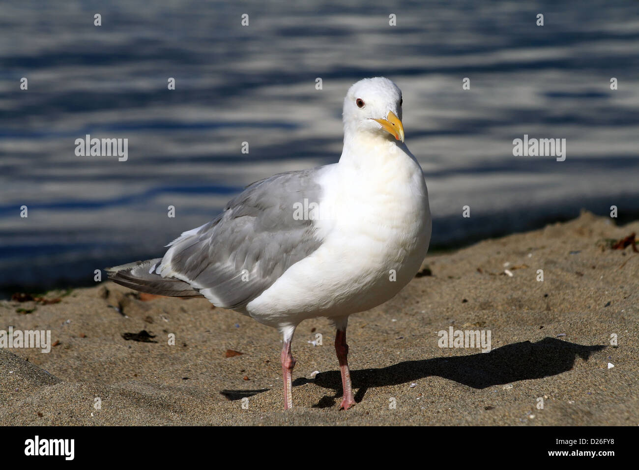 Seagull in sand on ocean beach Stock Photo - Alamy