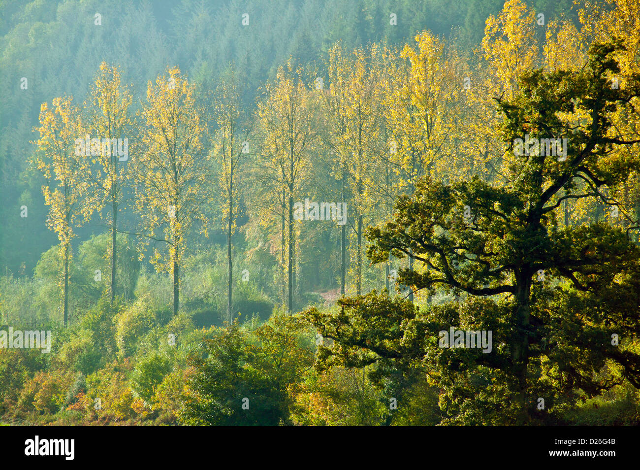 POPLAR [POPULUS] TREES IN AUTUMN SUNSHINE Stock Photo - Alamy