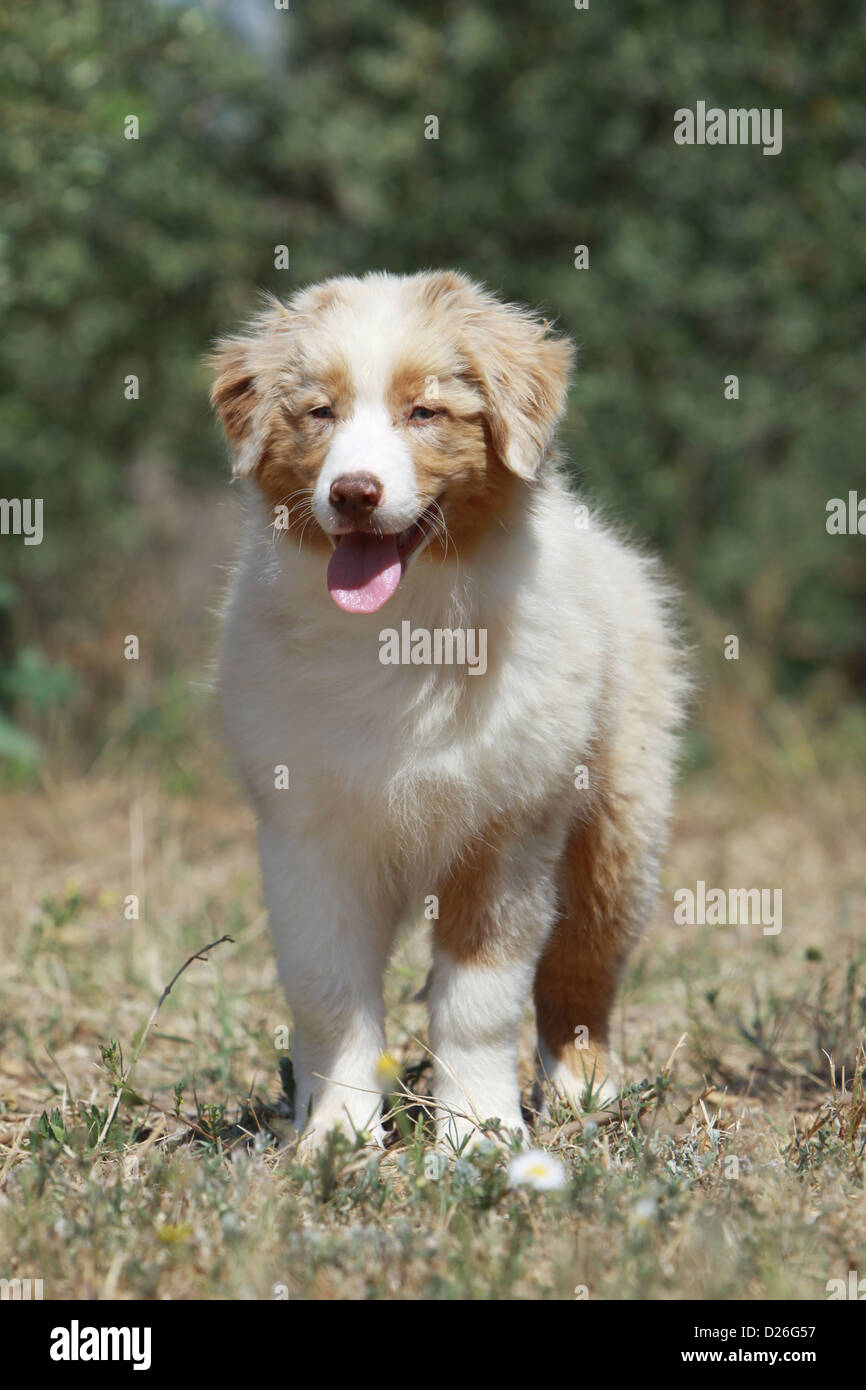 Light Red Merle Australian Shepherd