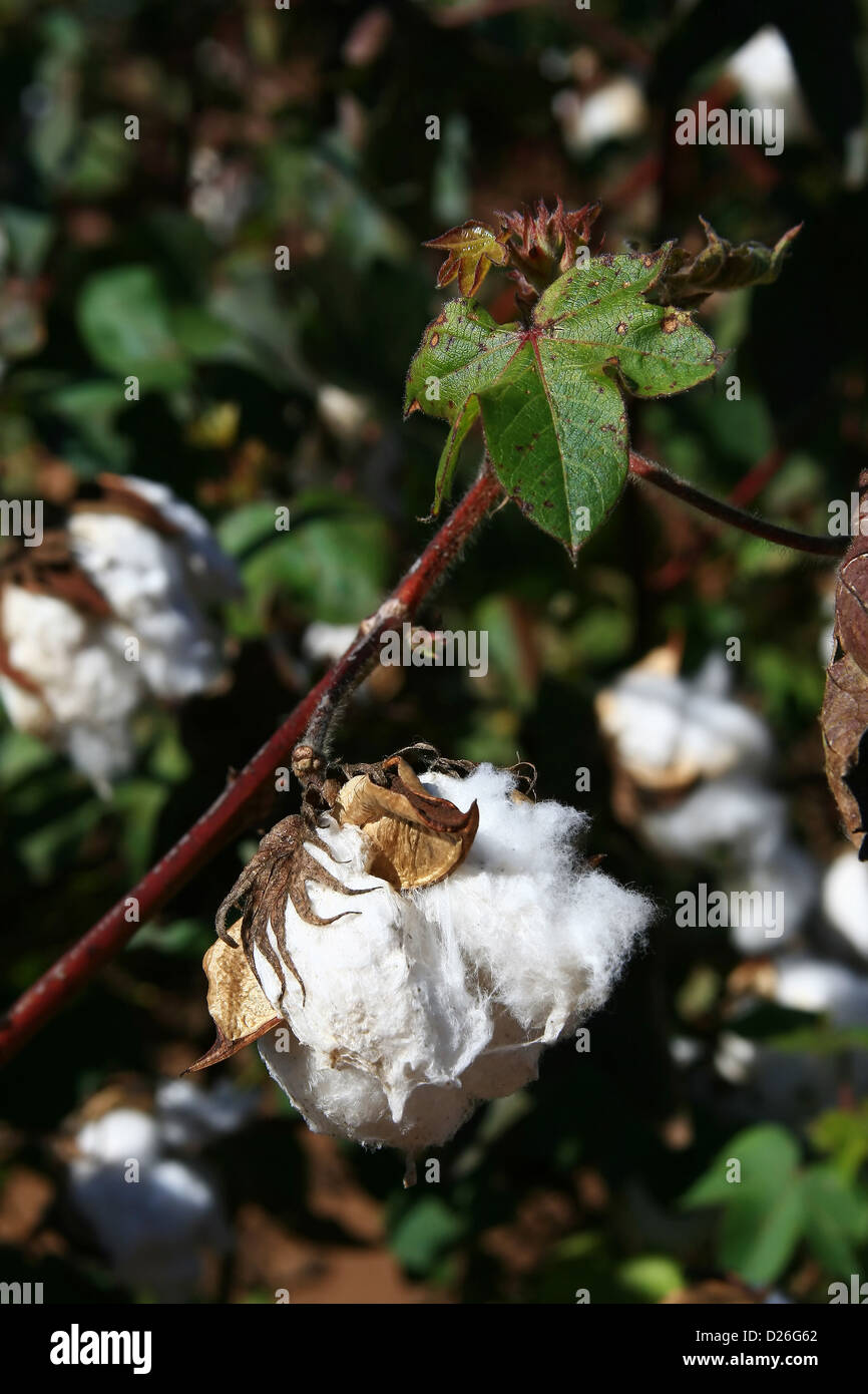 Cotton plant field hi-res stock photography and images - Alamy
