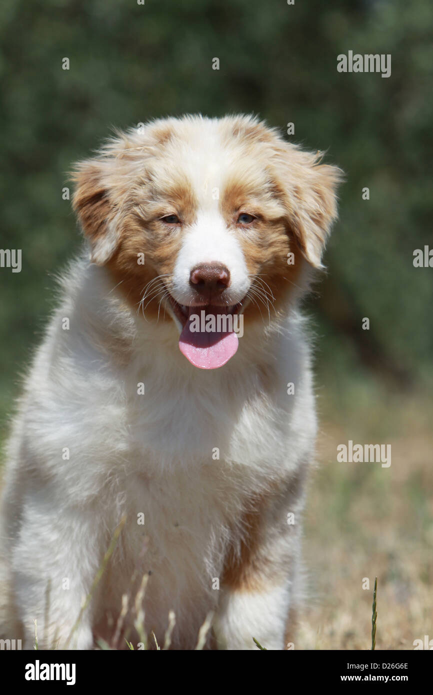 Aussie red merle puppy hi-res stock photography and images - Alamy