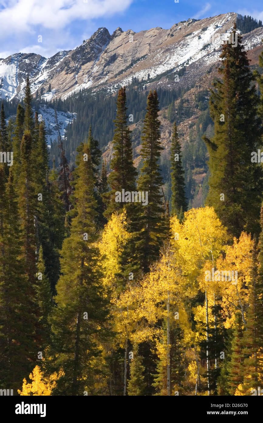 Cottonwood tree changing fall colors hi-res stock photography and ...