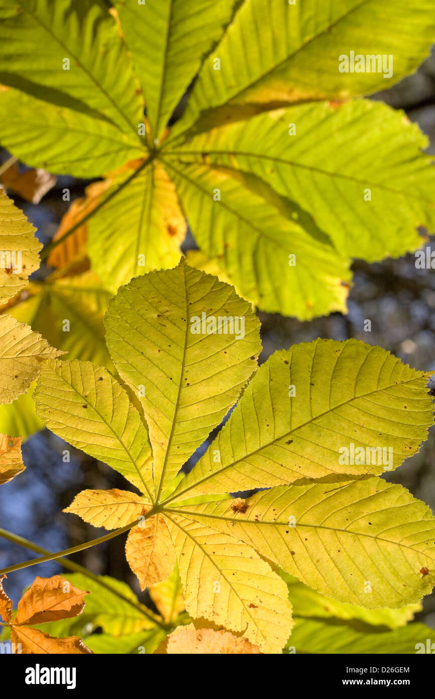 Autumn leaves light in sunlight Stock Photo - Alamy